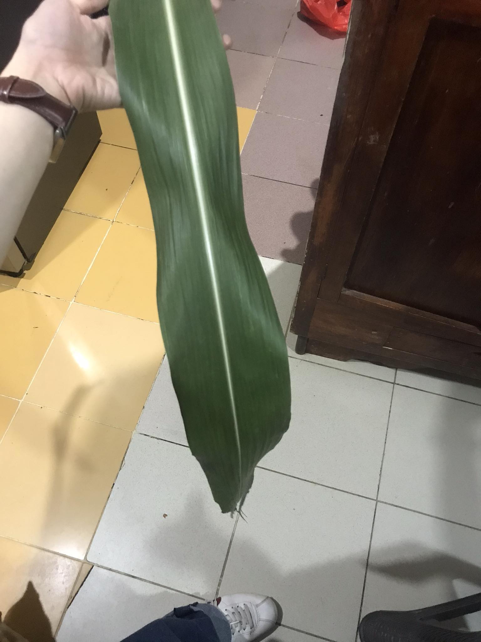 Maize Deficiency Scanner Object Detection Dataset By Maize Scanner