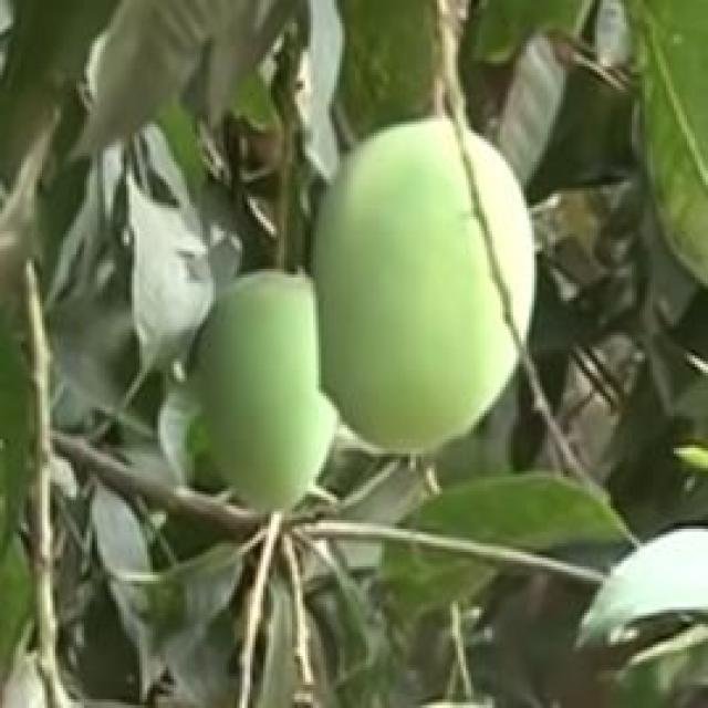 Mango Object Detection Object Detection Dataset And Pre Trained Model