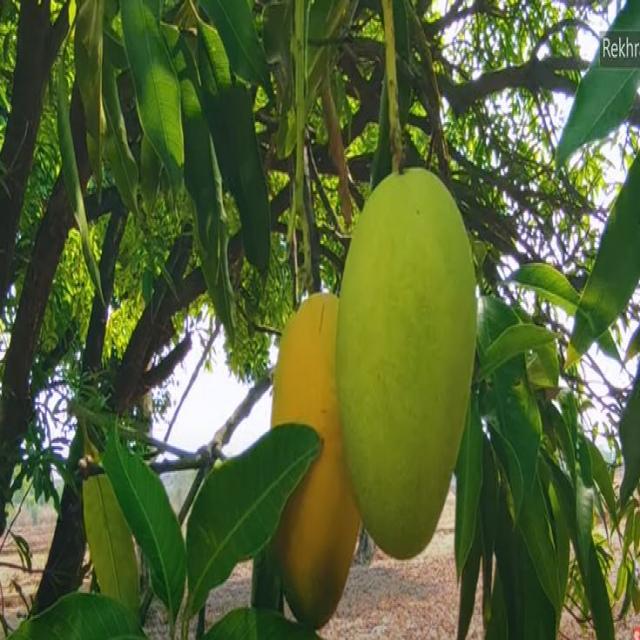Mango Object Detection 2 Object Detection Dataset And Pre Trained Model