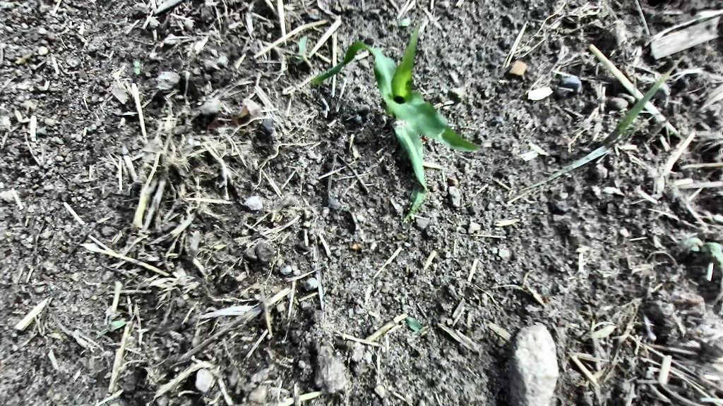Crop Detection Object Detection Dataset By Crop 