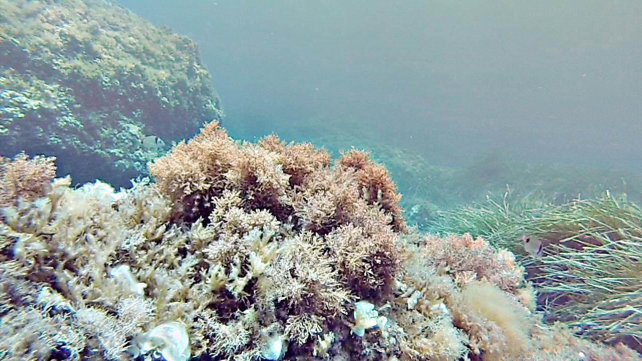 peixos-fish-qzulq-ss-mveh Object Detection Dataset by Roboflow100VL Semisupervised