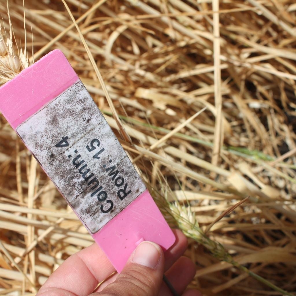 Gwhd2021 Ss Rmrg Object Detection Dataset By Roboflow100vl Semisupervised