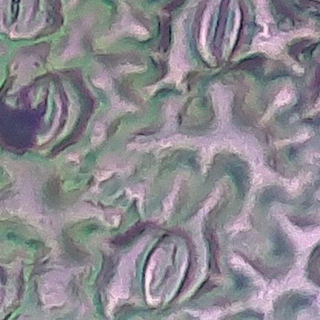 Stomata Cells U01qi Ss Ngyx Object Detection Dataset By Roboflow100vl Semisupervised