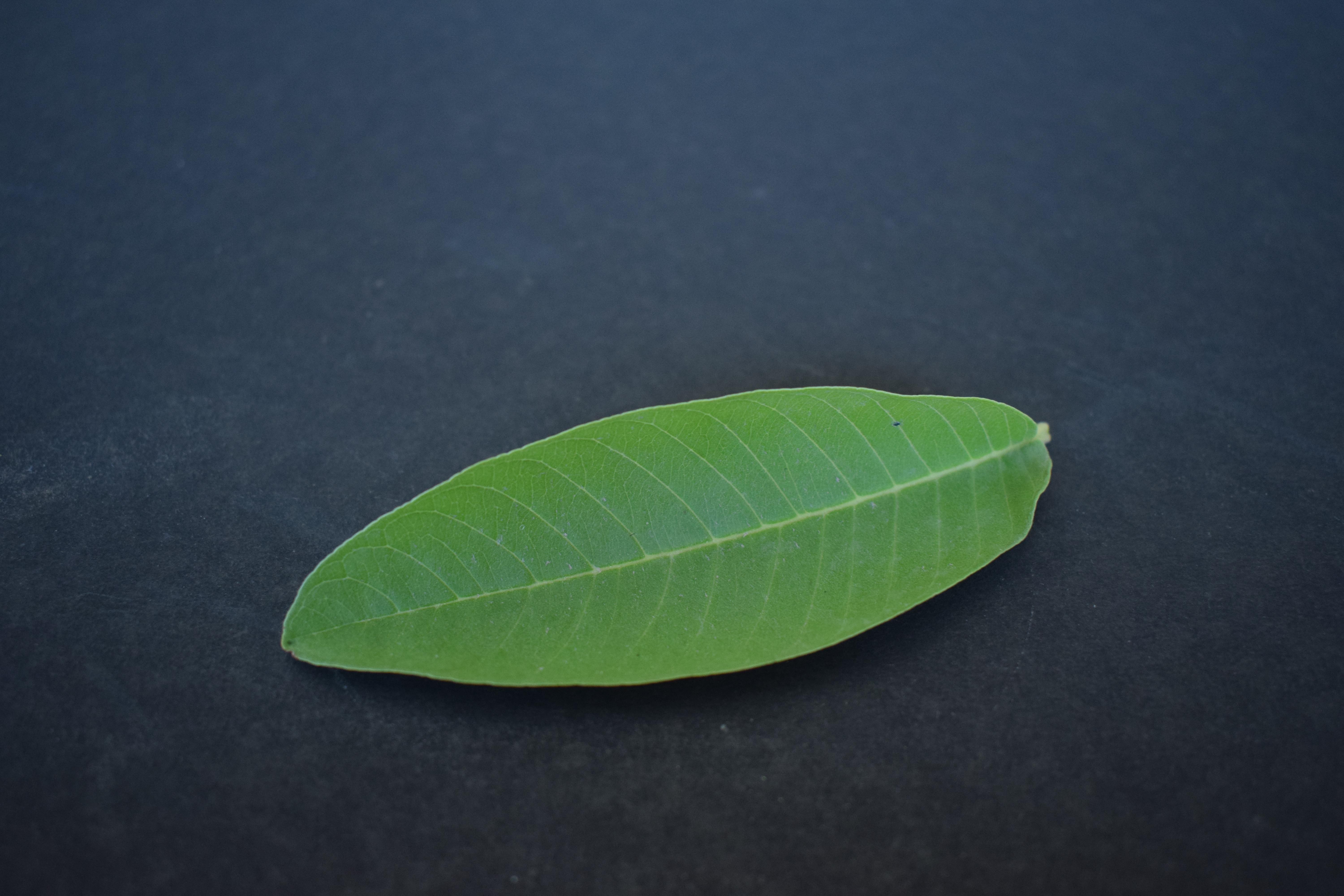 Leaf Detection 2 Instance Segmentation Dataset by Animal Classification