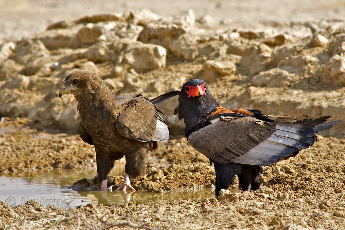 ksa endangered animals Object Detection Model by Mawadee 1 dataset place