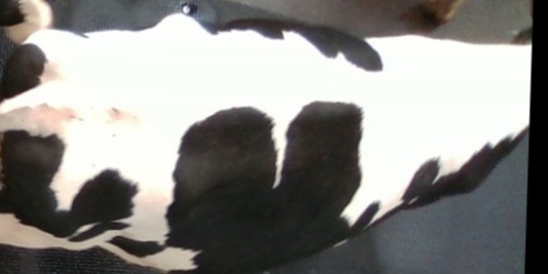 ideal_imgs_cow_dot Keypoint Detection Dataset by Bovine