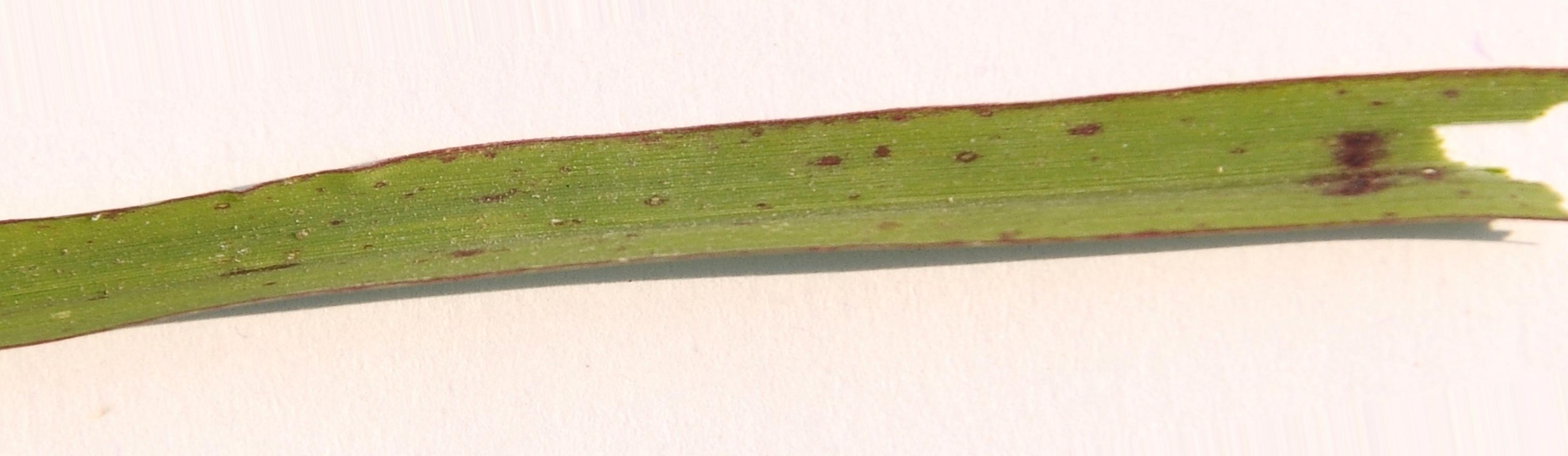 paddy Object Detection Dataset and Pre-Trained Model by plant disease