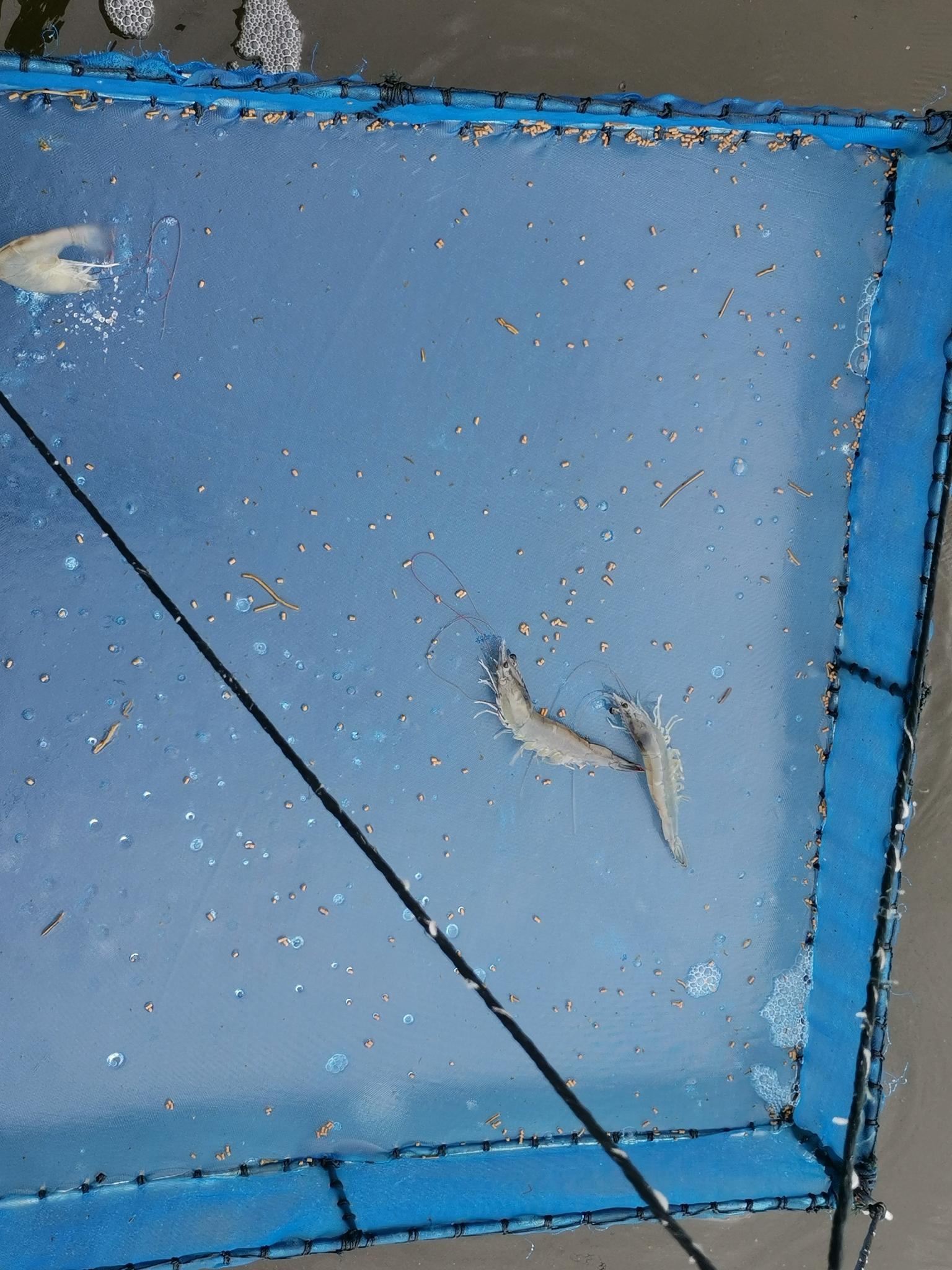 Shrimp2 Instance Segmentation Model by ShrimpFS