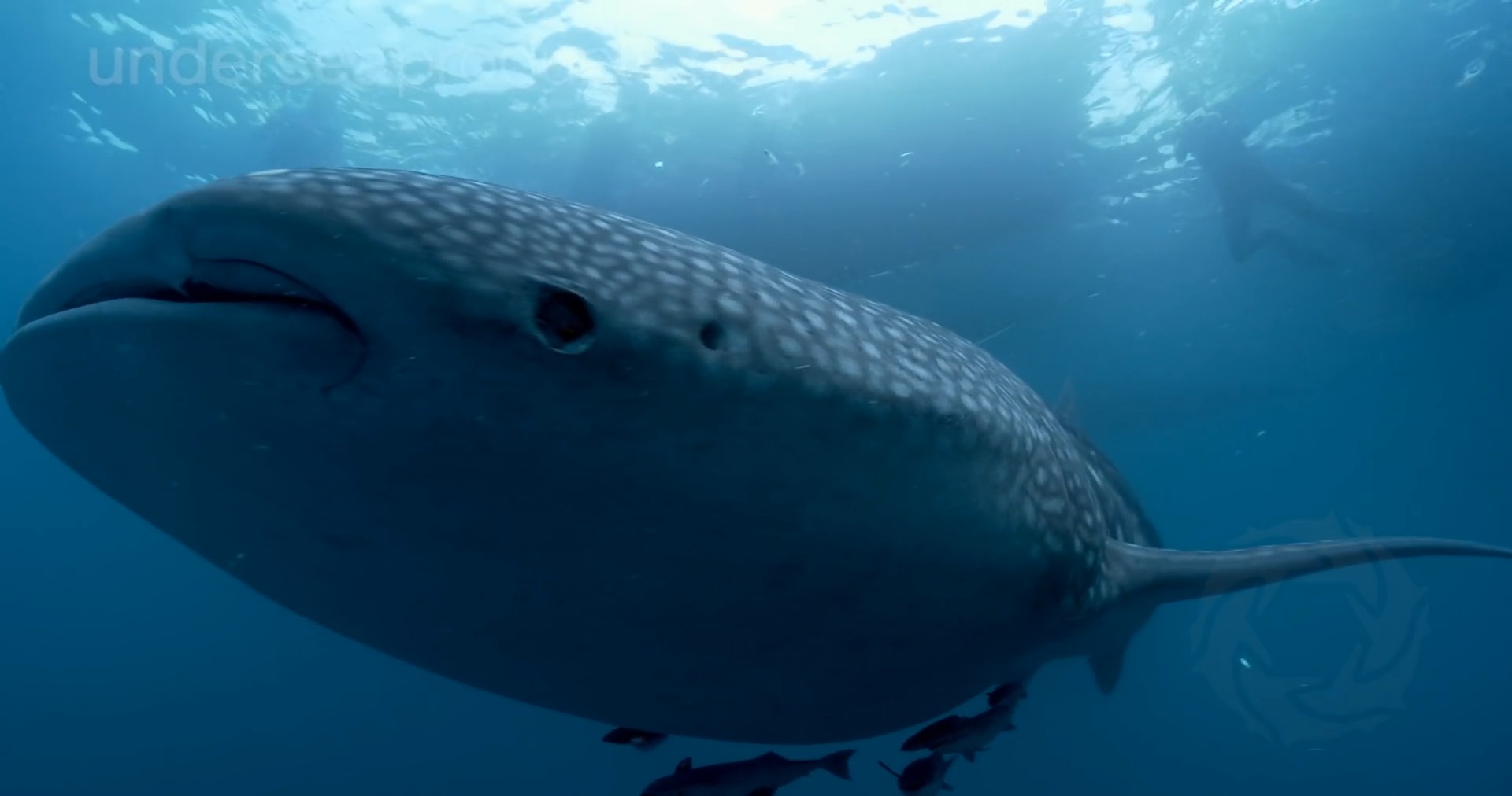 Underwater Instance Segmentation Dataset And Pre Trained Model By Annotate