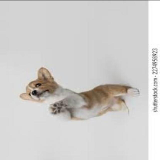 Dog Object Detection Model by ShiftAI