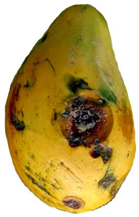 papaya_annotation Instance Segmentation Model by SAM