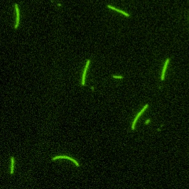 Cropper Object Detection Dataset by Sikki