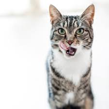 Cat Detection Object Detection Dataset by Staj