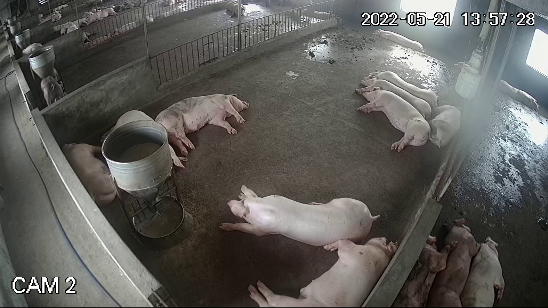 Pig Object Detection Dataset by A