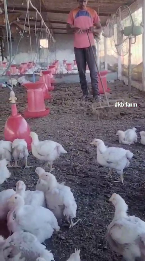 Poultry Litter Tracking 360 Object Detection Dataset By Workspace