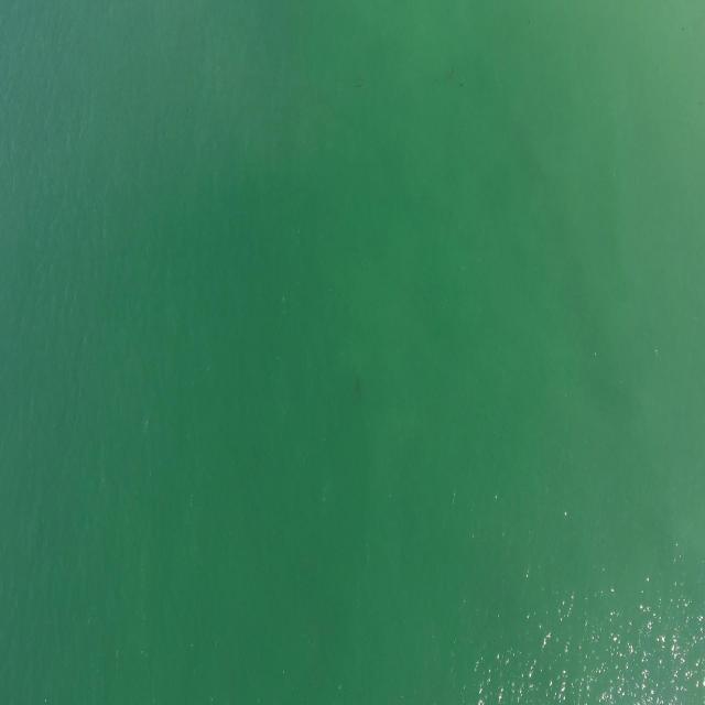 E4s Shark Detection Object Detection Dataset And Pre Trained Model By