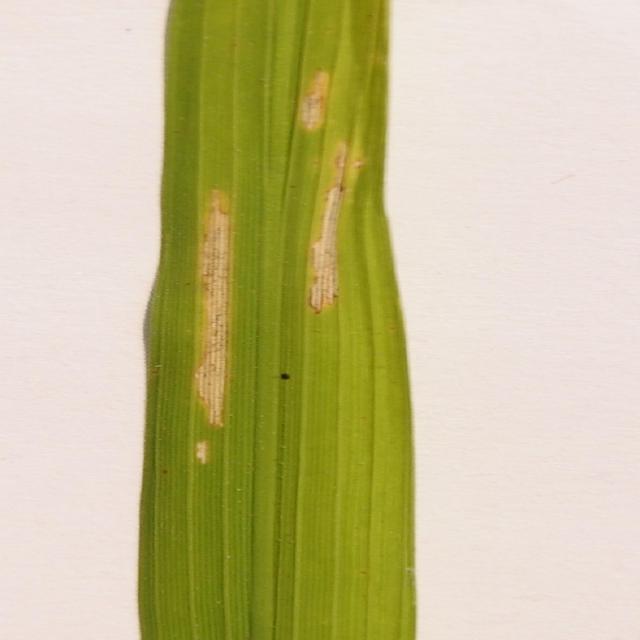 Plant Disease Detection Object Detection Dataset And Pre Trained Model By Train