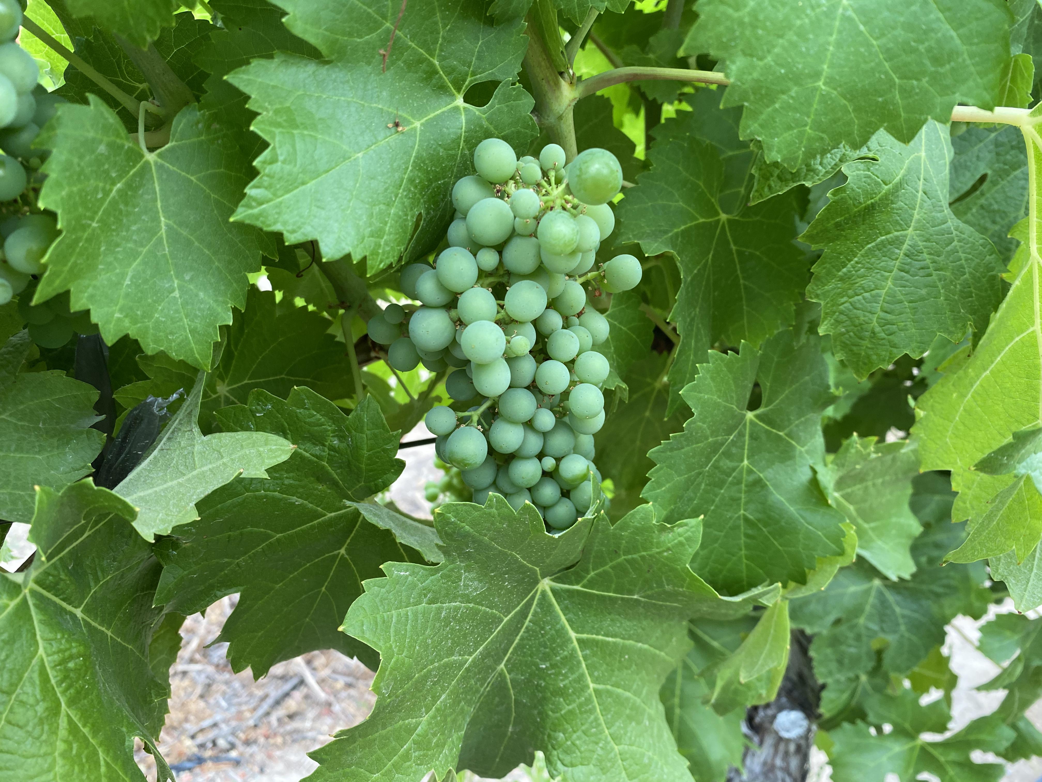 Grape Detection CYT Object Detection Dataset and Pre-Trained Model by uvas 2