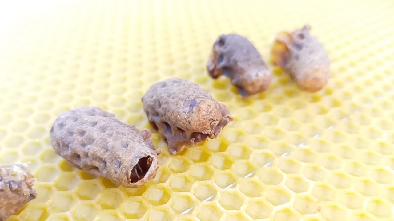 bee-swarm Object Detection Model by dersaideneme2