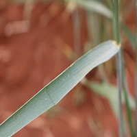 Skripsi Klasifikasi Daun Gandum - Roboflow Universe