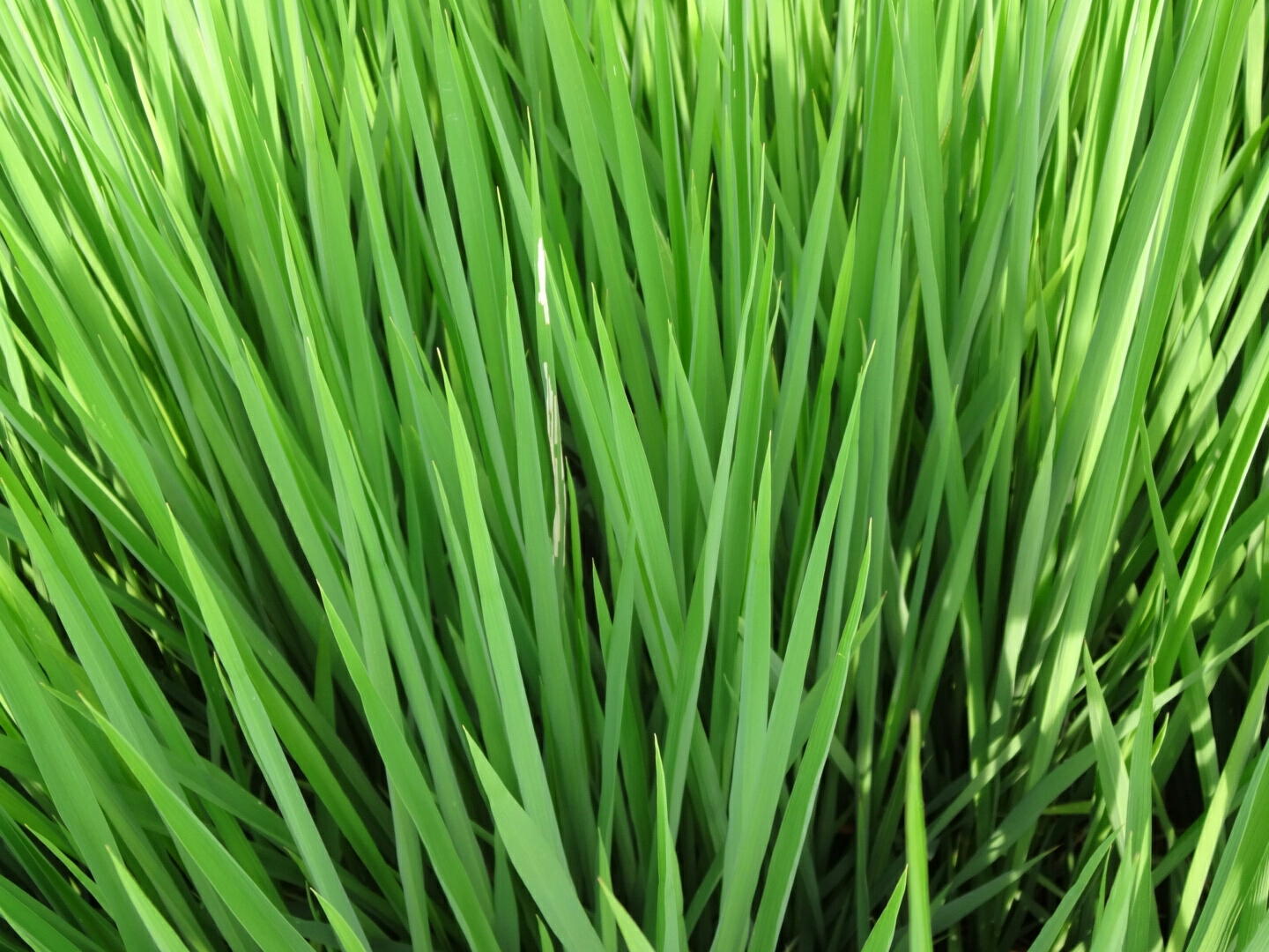 class 2 rice Object Detection Dataset by s