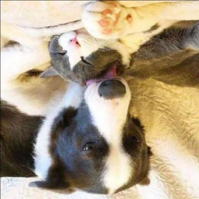 dog cat Object Detection Dataset by Projects2024