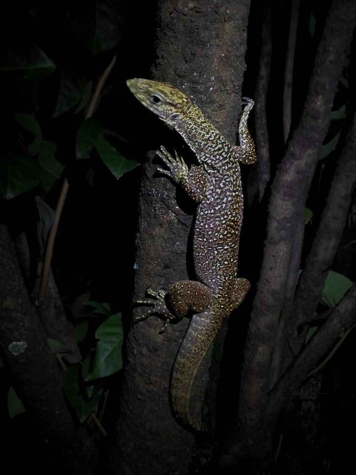 Herpetofauna Object Detection Model by Universitas Budi Darma