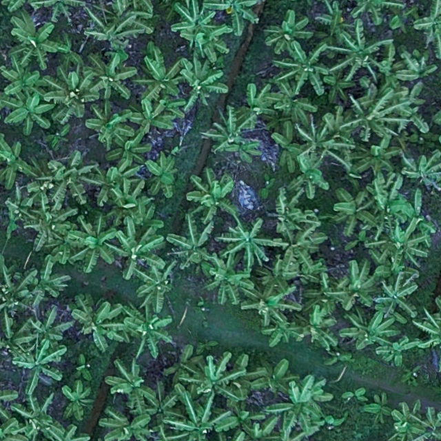 Batch1_palma Object Detection Dataset by Proyectos