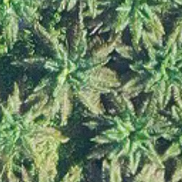 Oil Palm Counting Object Detection Model by UGM