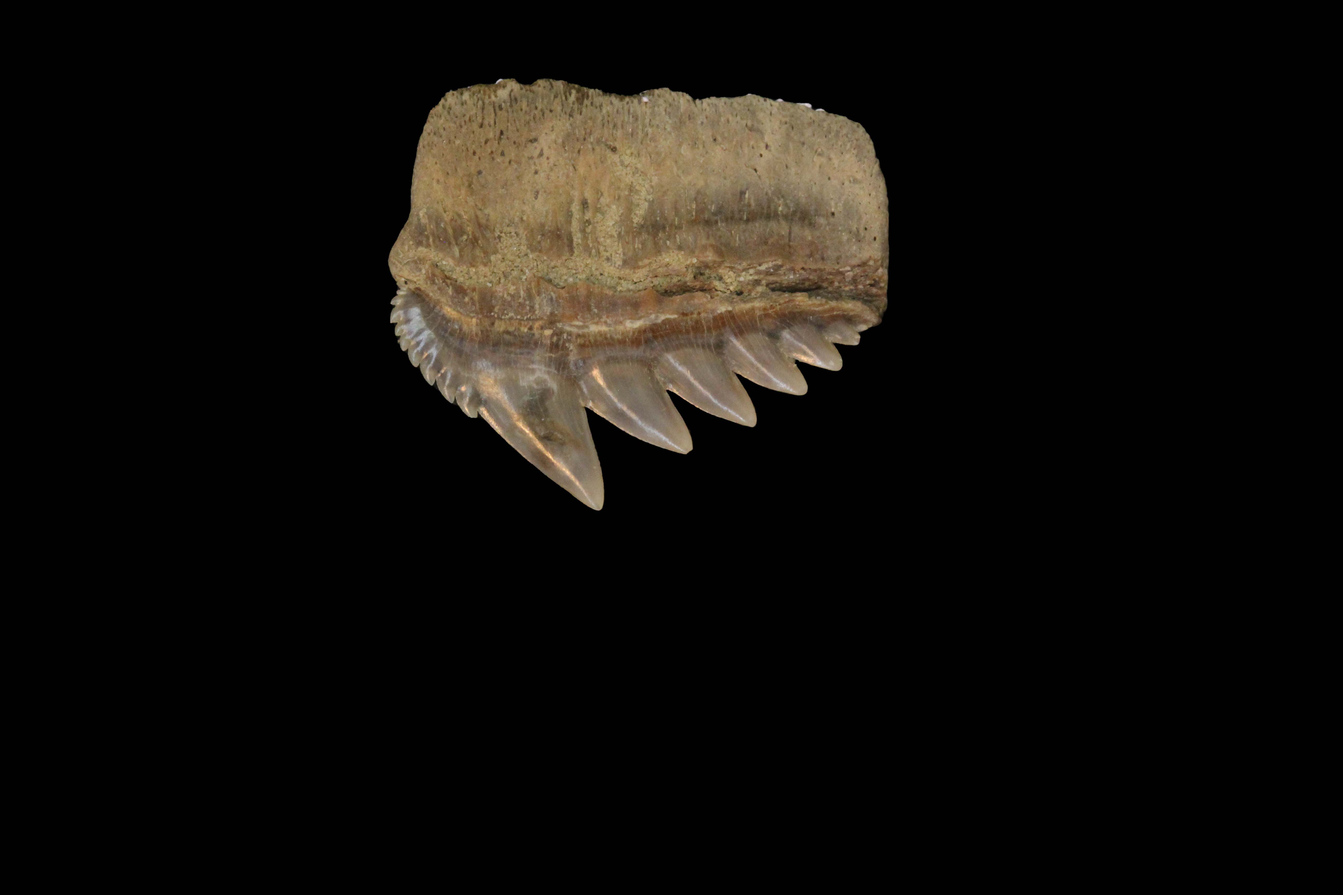 Shark Tooth Model Classification Model by Sharks