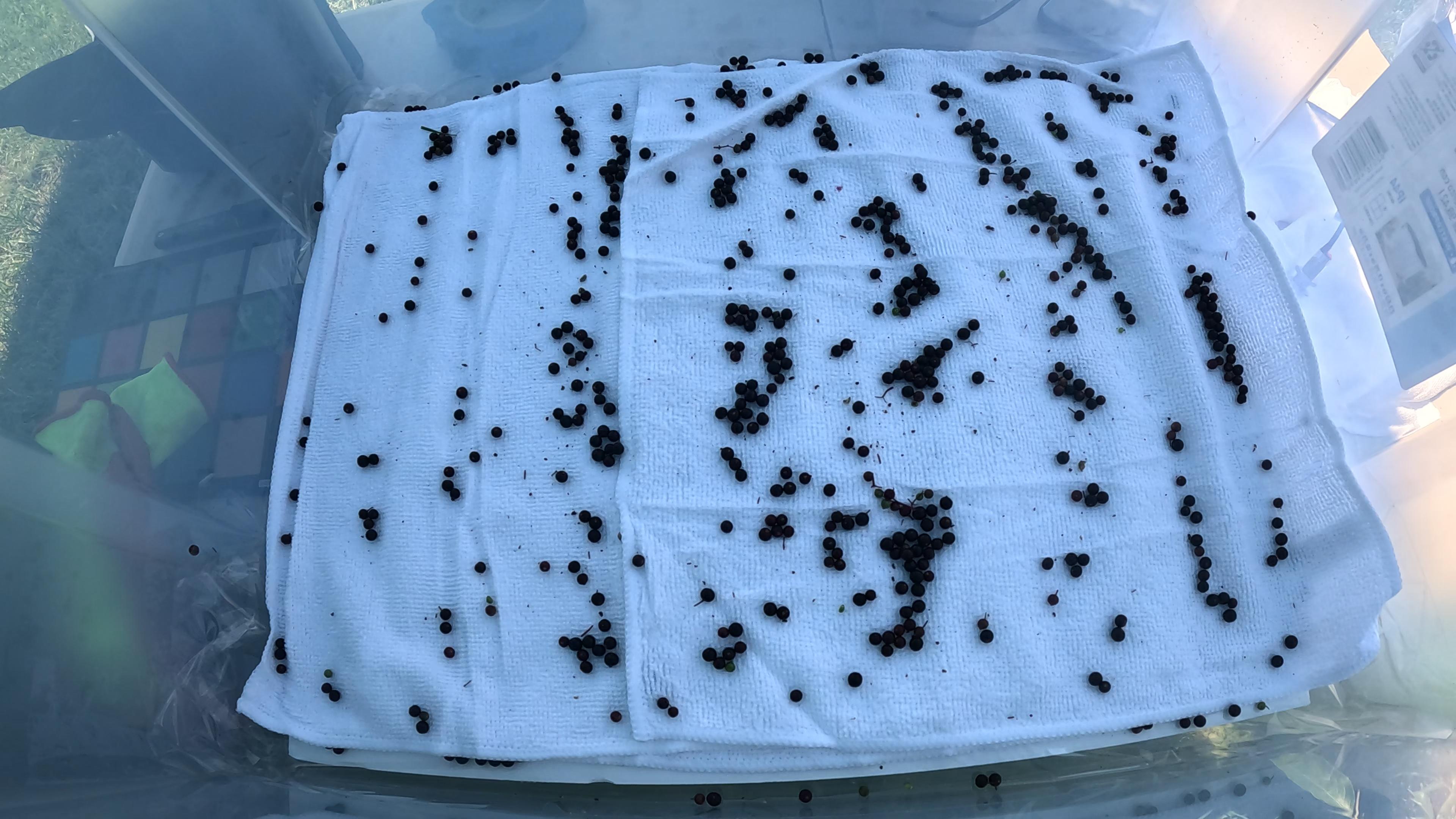 Object Counting Instance Segmentation Model by berry counting