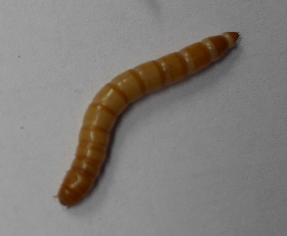 new_mealworms Semantic Segmentation Dataset and Pre-Trained Model by 1