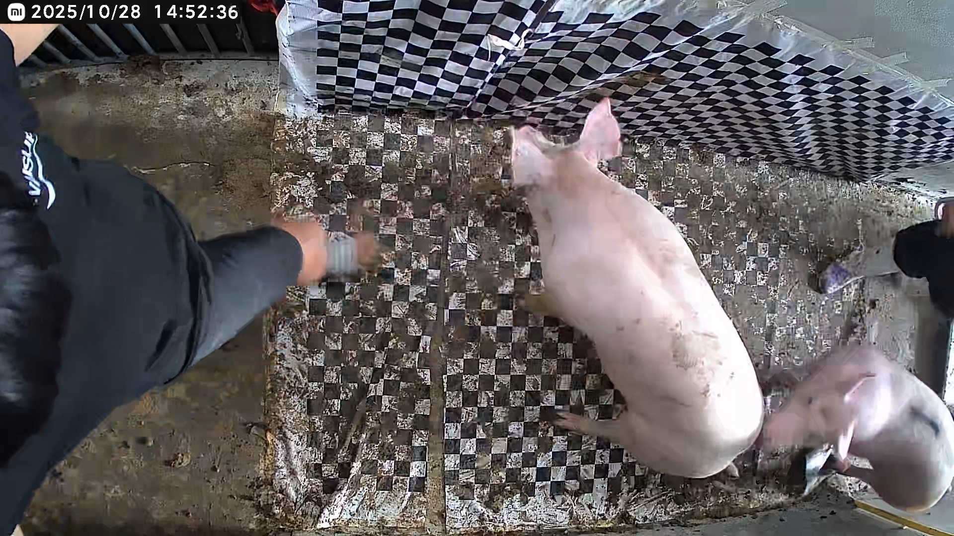 Pig Obstruction Dataset Instance Segmentation Dataset by Nathan