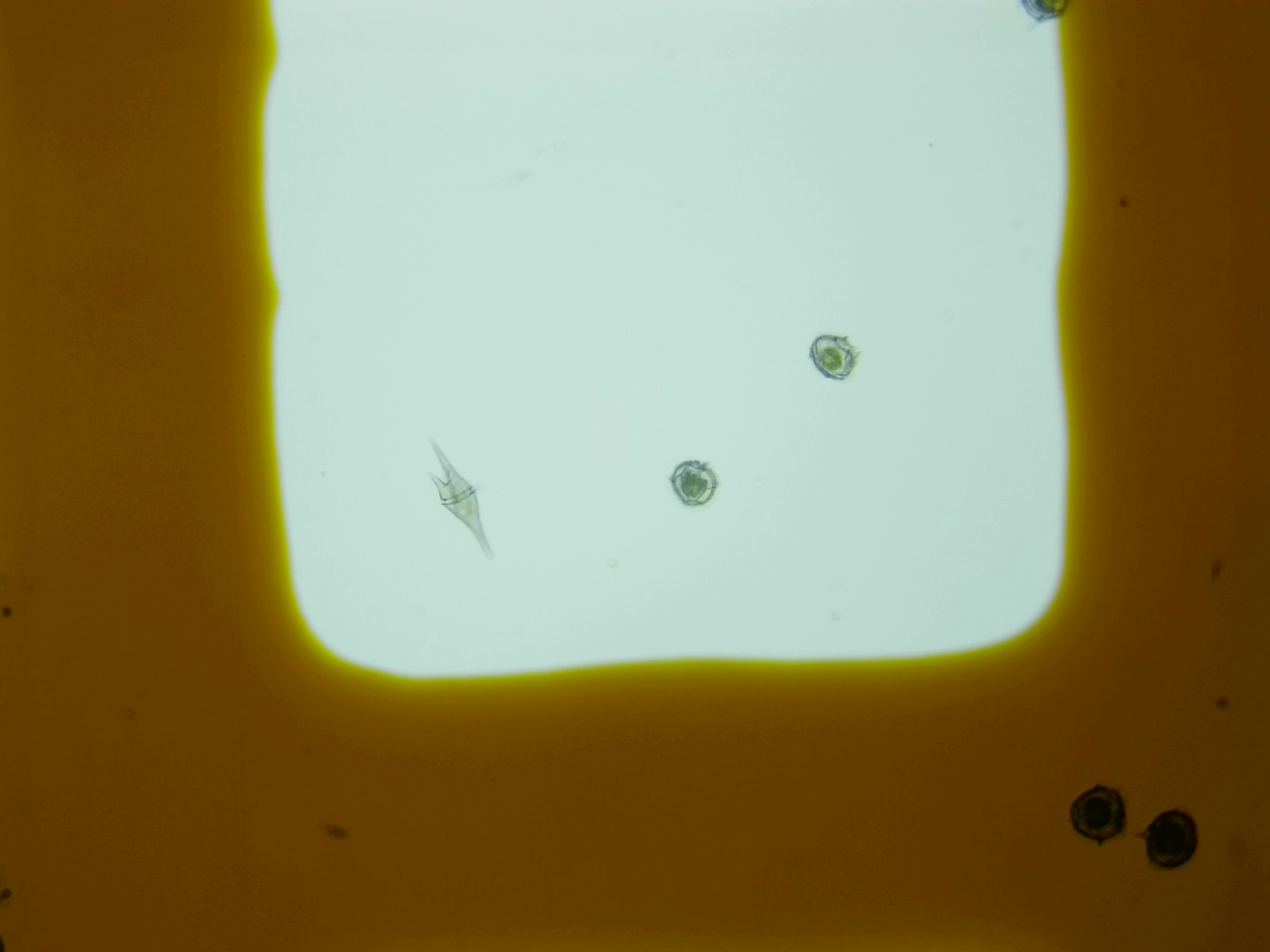 Plankton Object Detection Model by Plankton