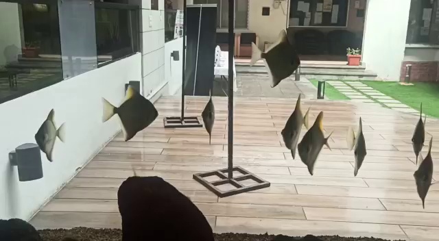 IFP Object Detection Dataset and Pre-Trained Model by IFP