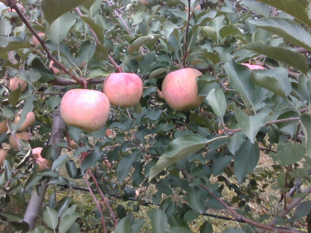 apple-detect Object Detection Dataset by project-tb3es