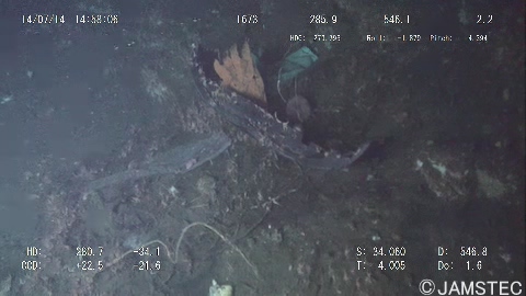 Deep-sea Debris Detection Dataset Object Detection Dataset by debris