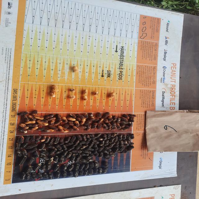 seed quality Object Detection Model by Aathika LIL