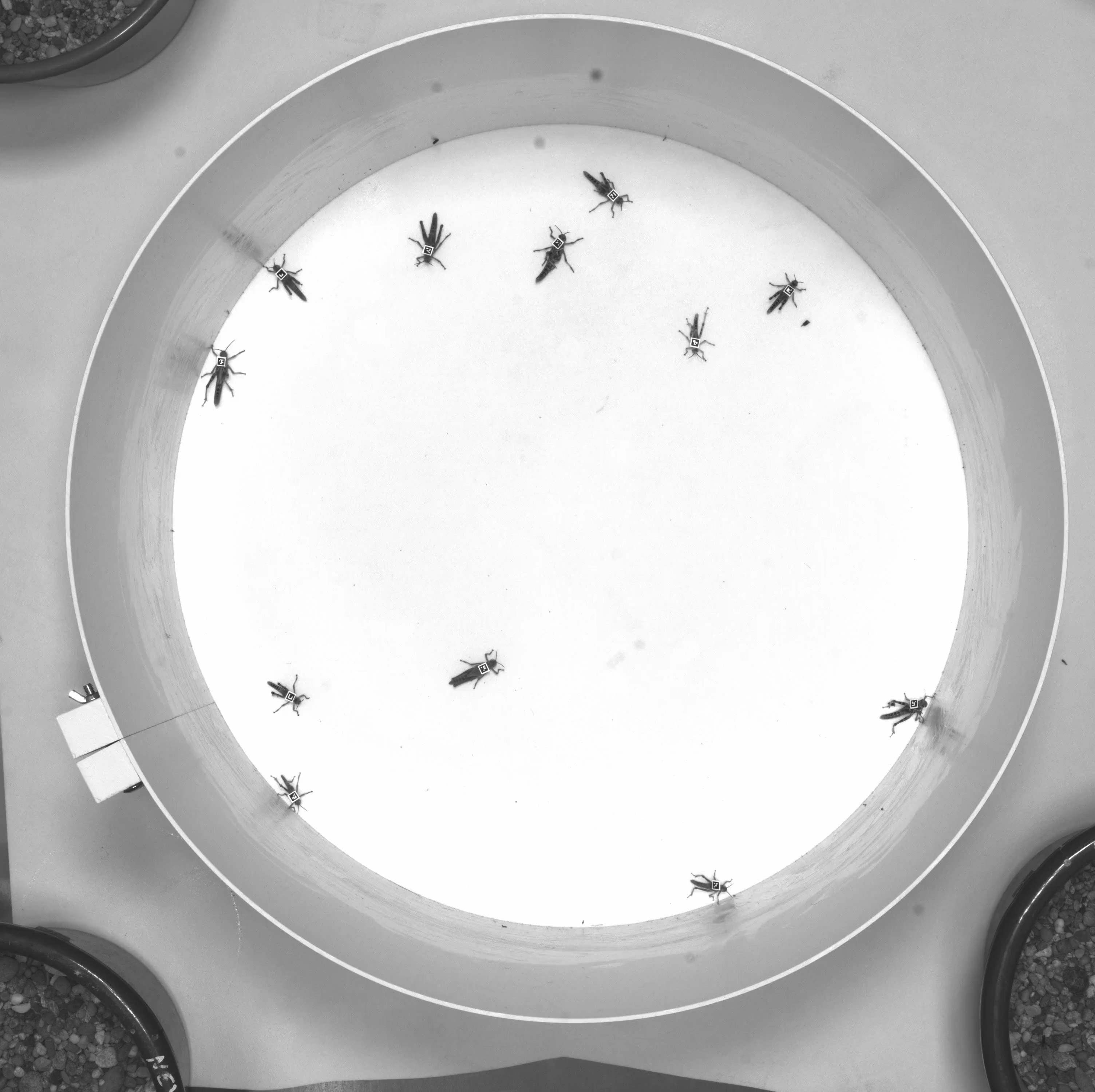 locuste-bodyonly Keypoint Detection Dataset by Trackingall