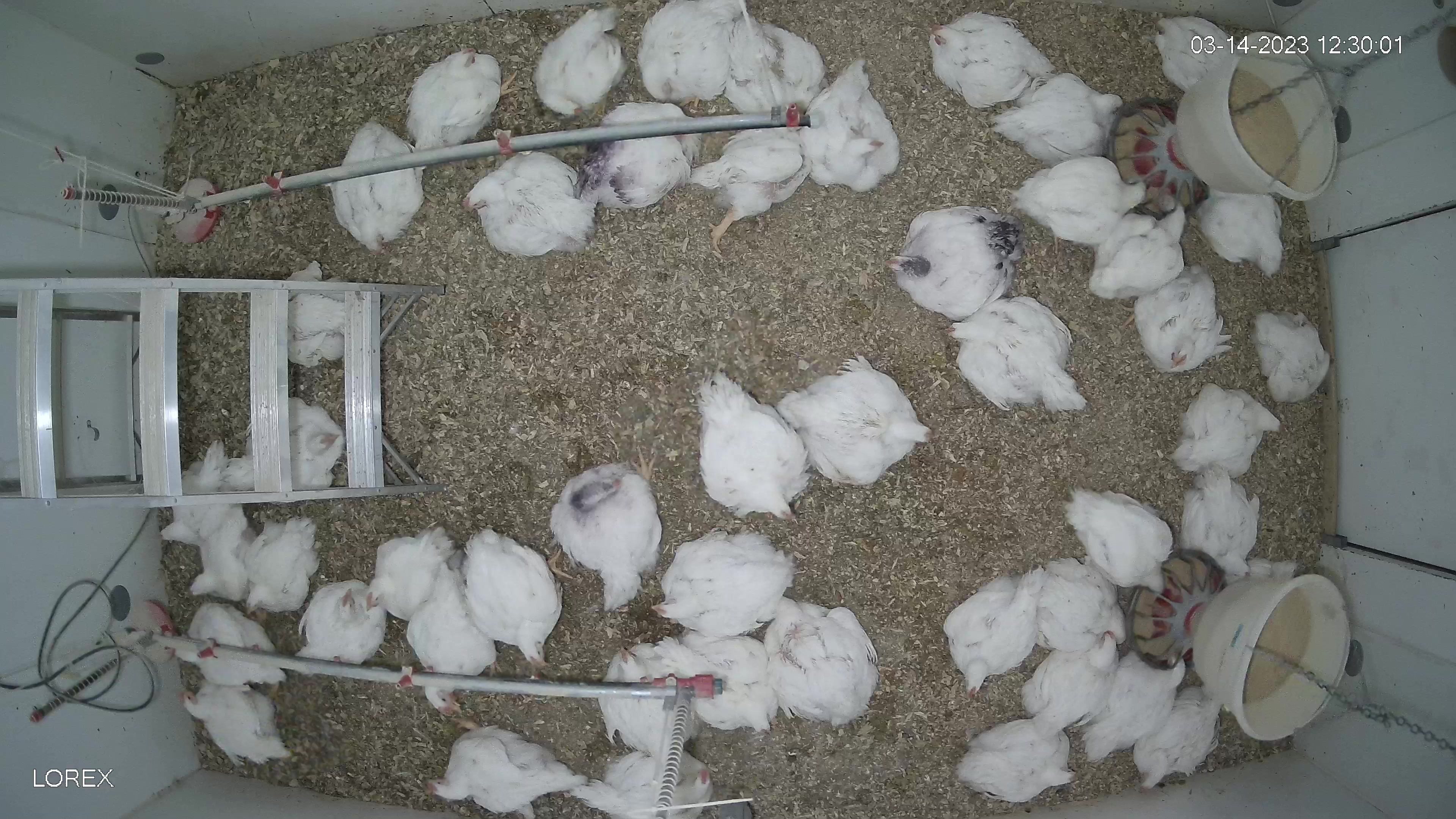 Broiler Instance Segmentation Dataset by Broiler Data