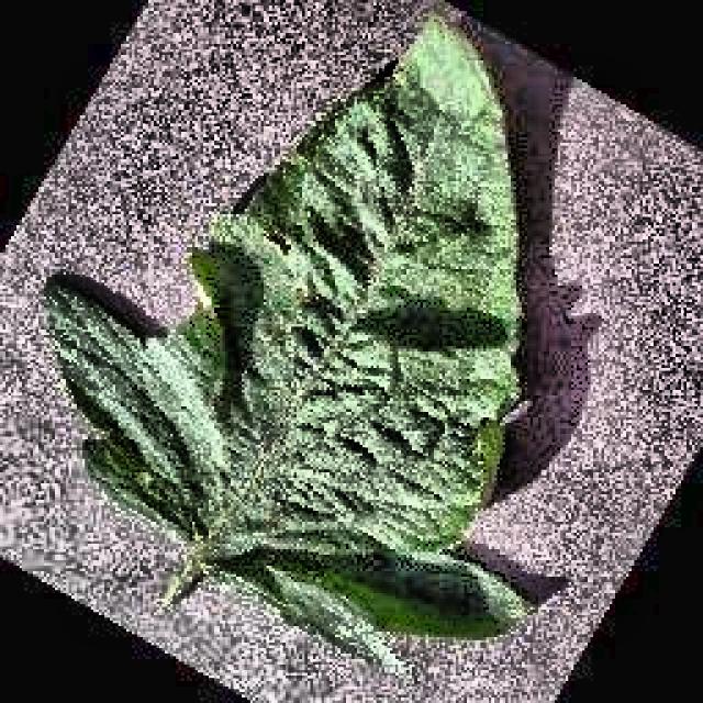 tomatoes detection Object Detection Dataset and Pre-Trained Model by unicorn