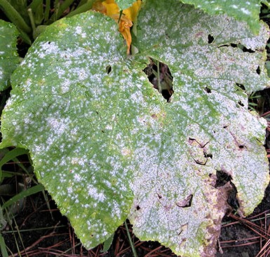 cotton segmentation Instance Segmentation Dataset by cotton