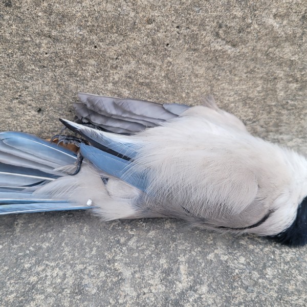 final_homework Object Detection Model by finalhomework