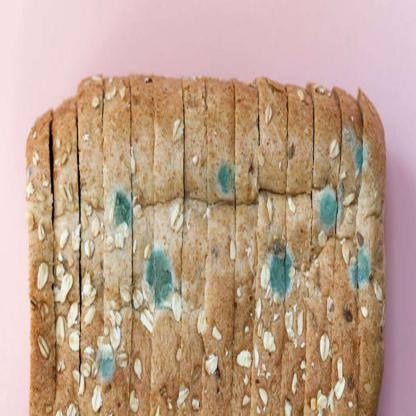 mold Object Detection Dataset and Pre-Trained Model by MUHAMMAD GHAZI