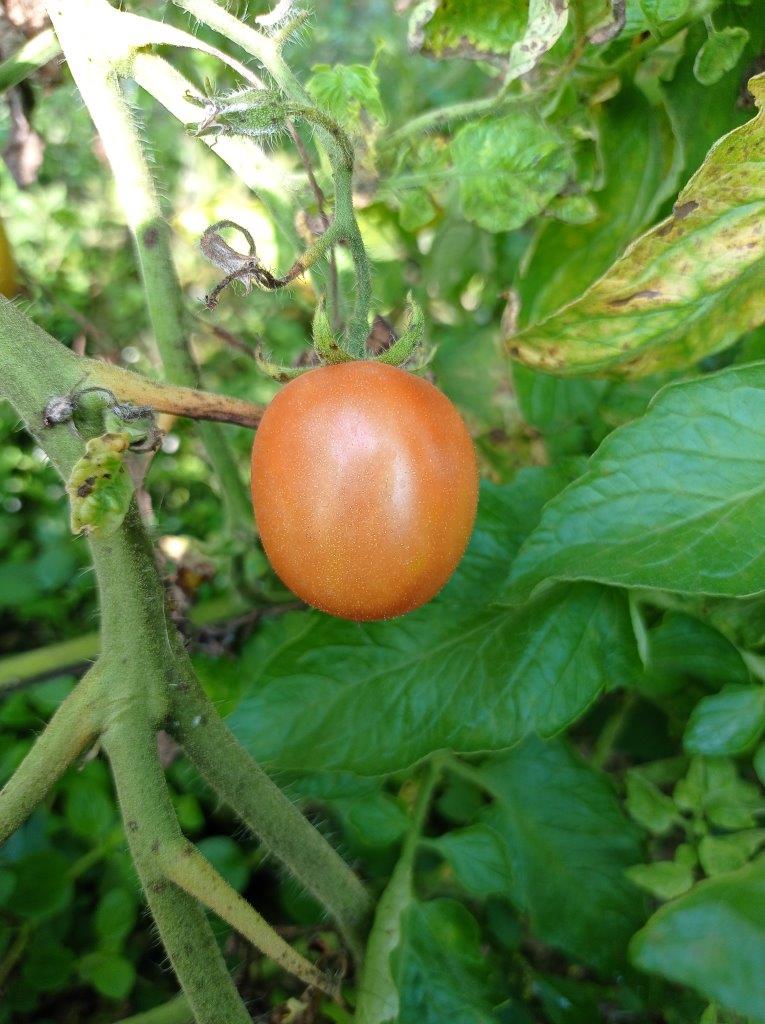 Tomato-detection Object Detection Model by Tomatodetection