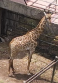 Giraffe Object Detection Dataset by Object Detection