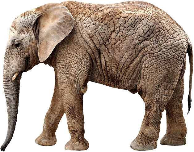 elephant Object Detection Dataset by zhenhao yao