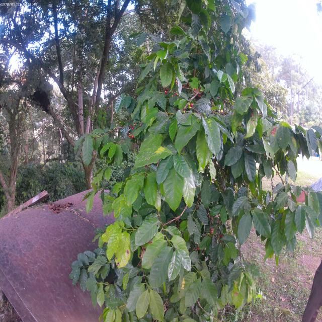 Leaf Example2 Object Detection Dataset By Utec