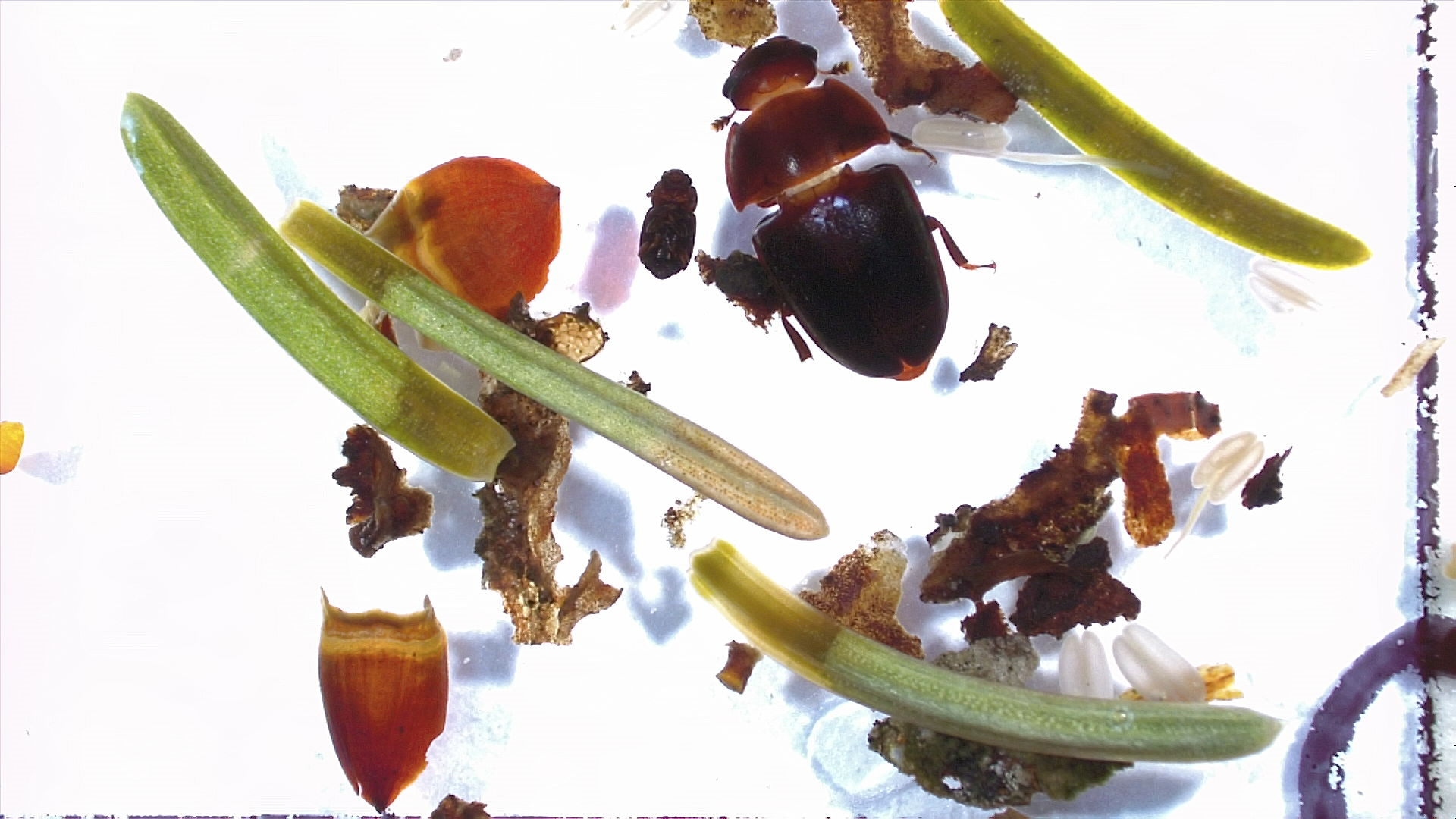 Insect_classification_unseen Object Detection Dataset by CFS