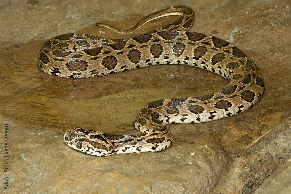 How to Use the Rasel Viper Object Detection API